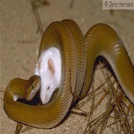 Snake Life Cycle